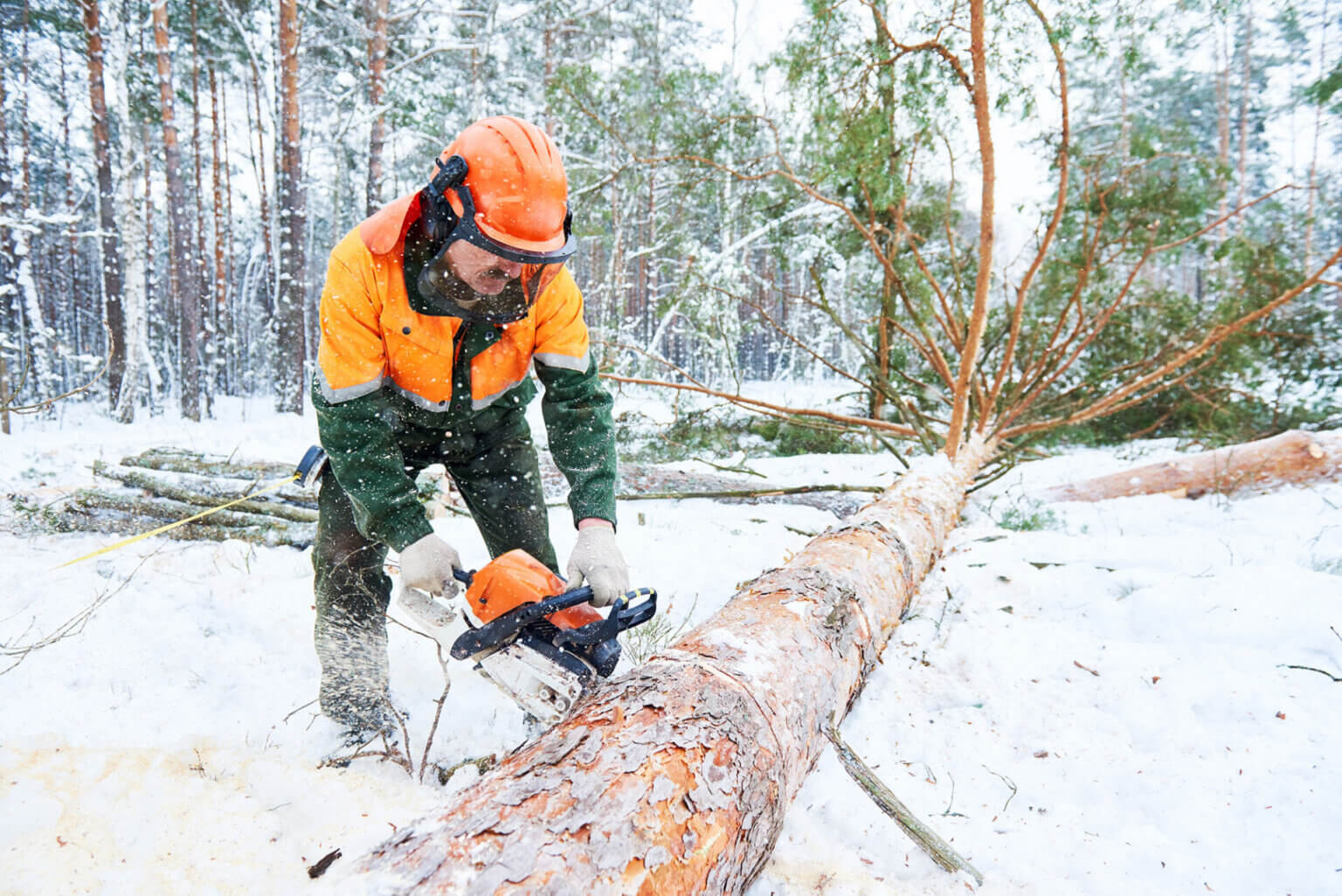 Large Dead Branches: The Most Dangerous Part of a Dying Tree - Stumpy's ...